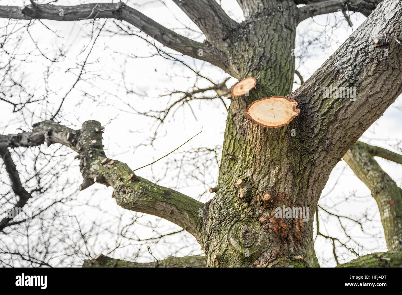 Overhanging Branches High Resolution Stock Photography and Images - Alamy
