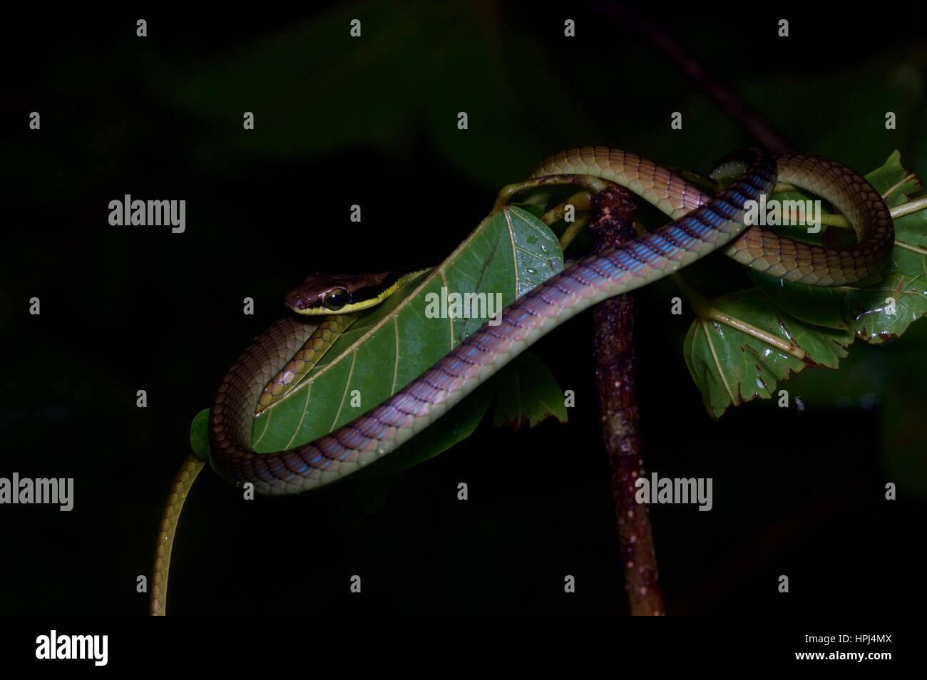 A Blue Bronzeback (aka Wall's Bronzeback) sleeping in the rainforest at ...