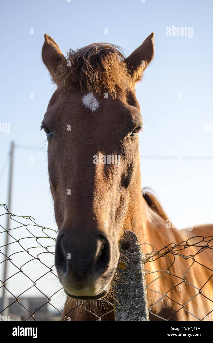 The Horse Face Stock Photo - Alamy