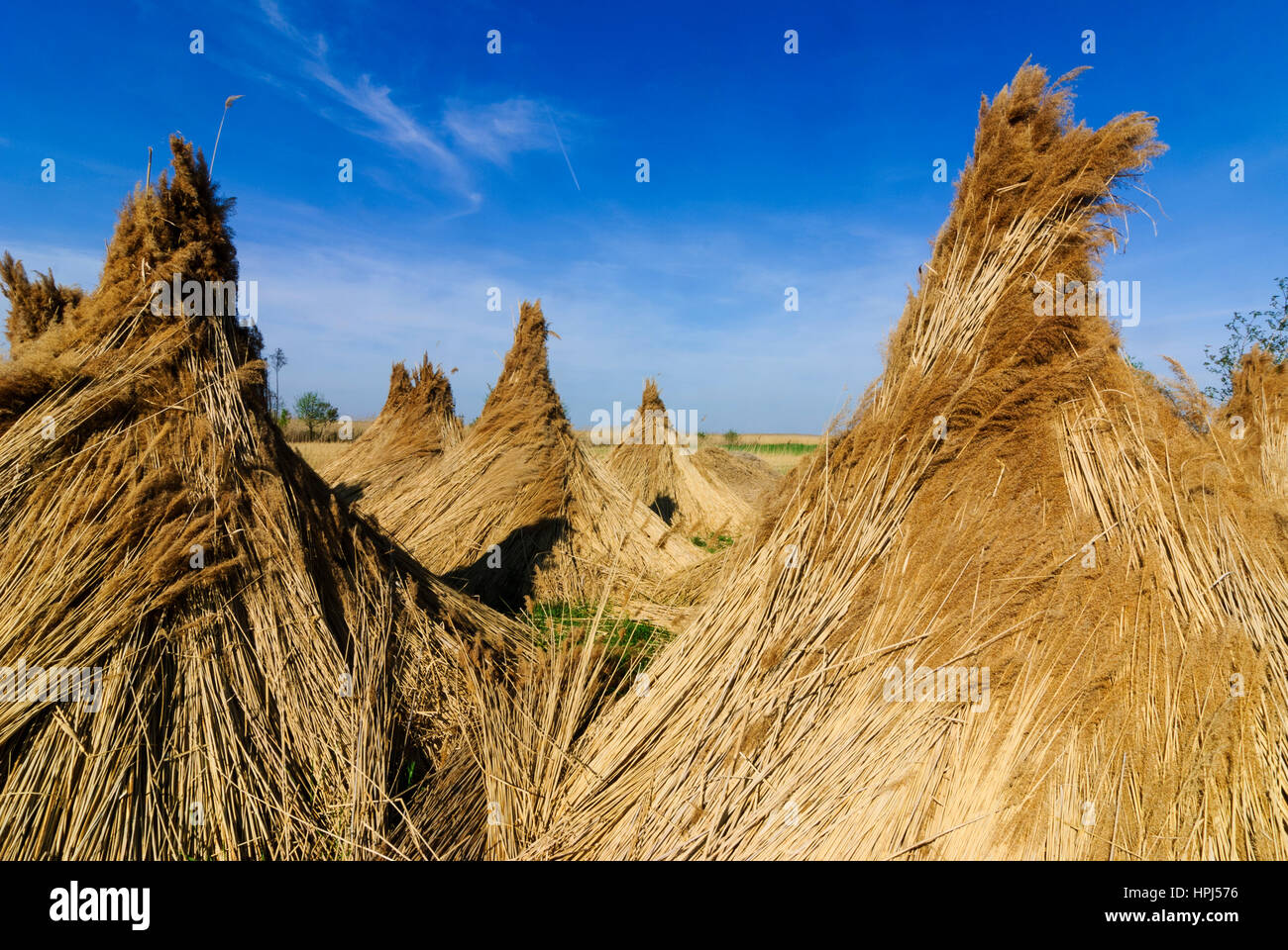 Mörbisch am See, Reed bundles placed on drying, Neusiedler See (Lake ...