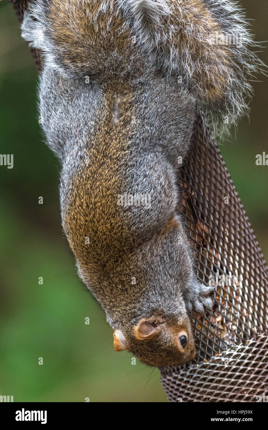 Balancing squirrel hi-res stock photography and images - Alamy