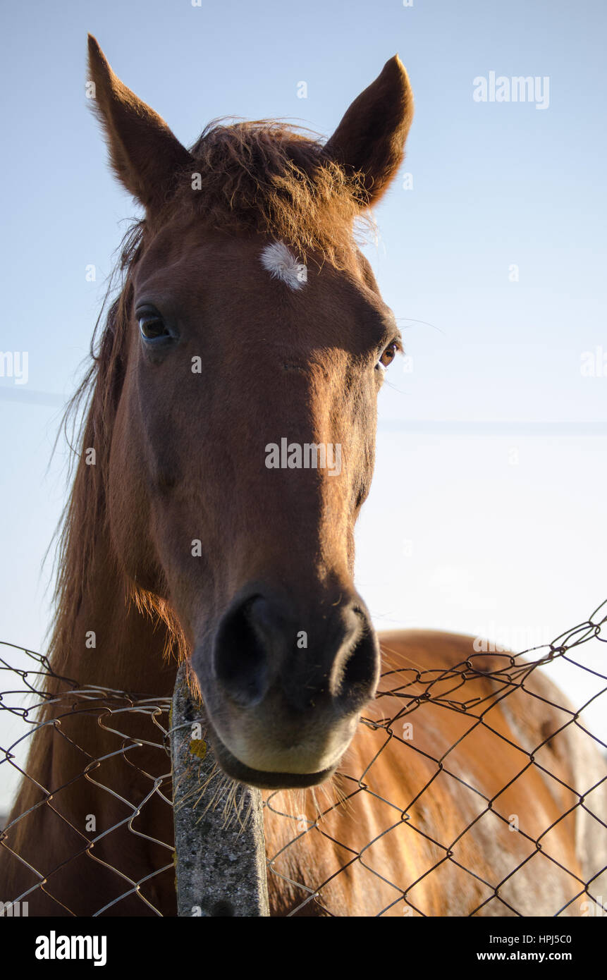 The Horse Face Stock Photo - Alamy