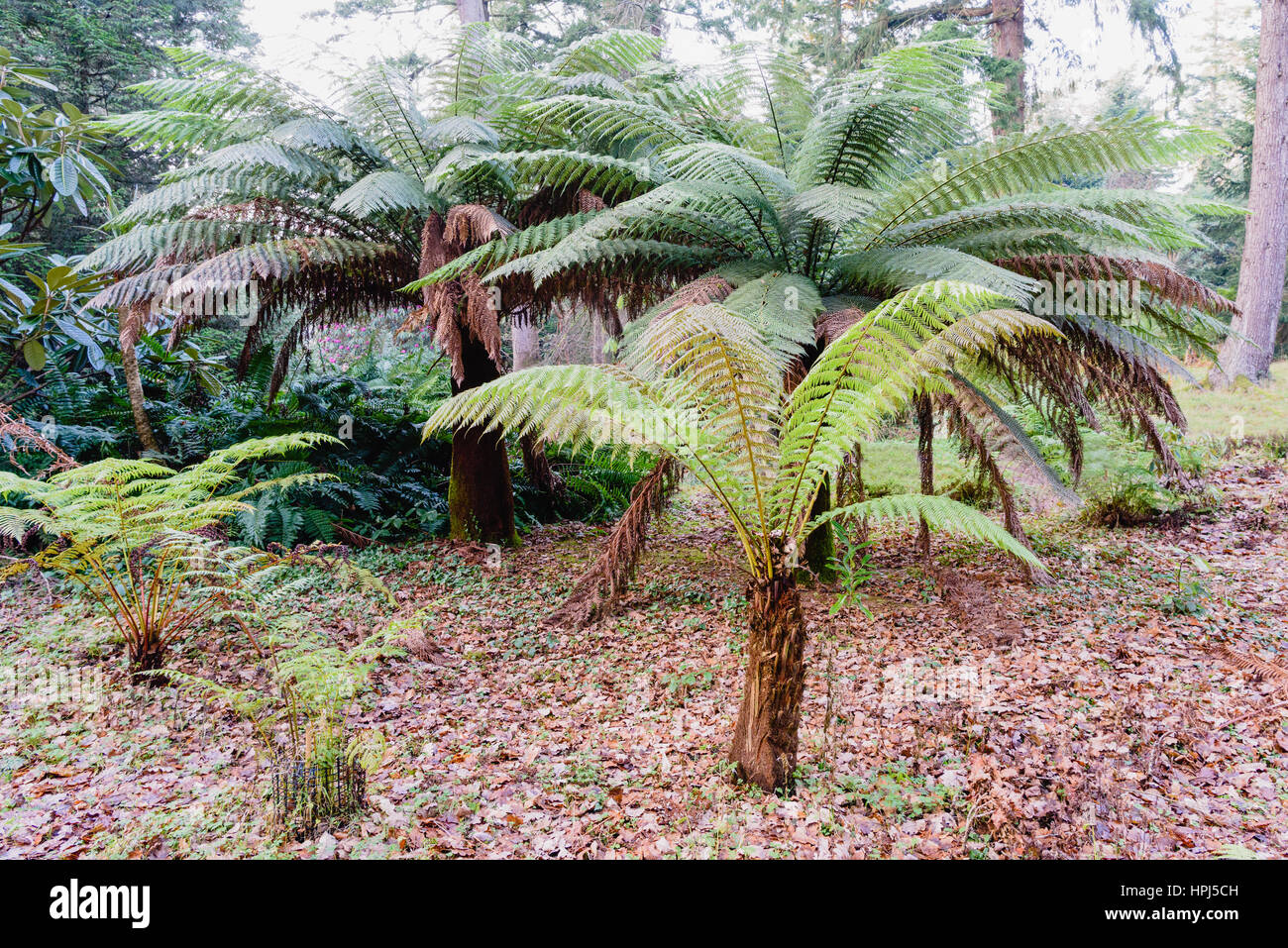 Tree ferns cyatheales growing hi-res stock photography and images - Alamy