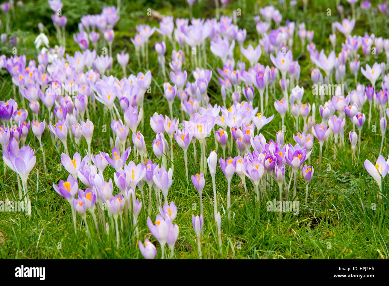 Beautiful purple and white spring flowers (Crocus tommasinianus). The ...