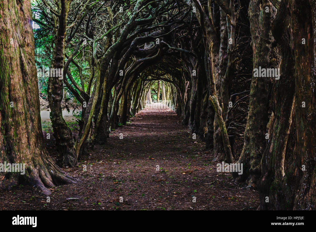 Tree Tunnel made over years by shaping tree trunks to create a tunnel ...