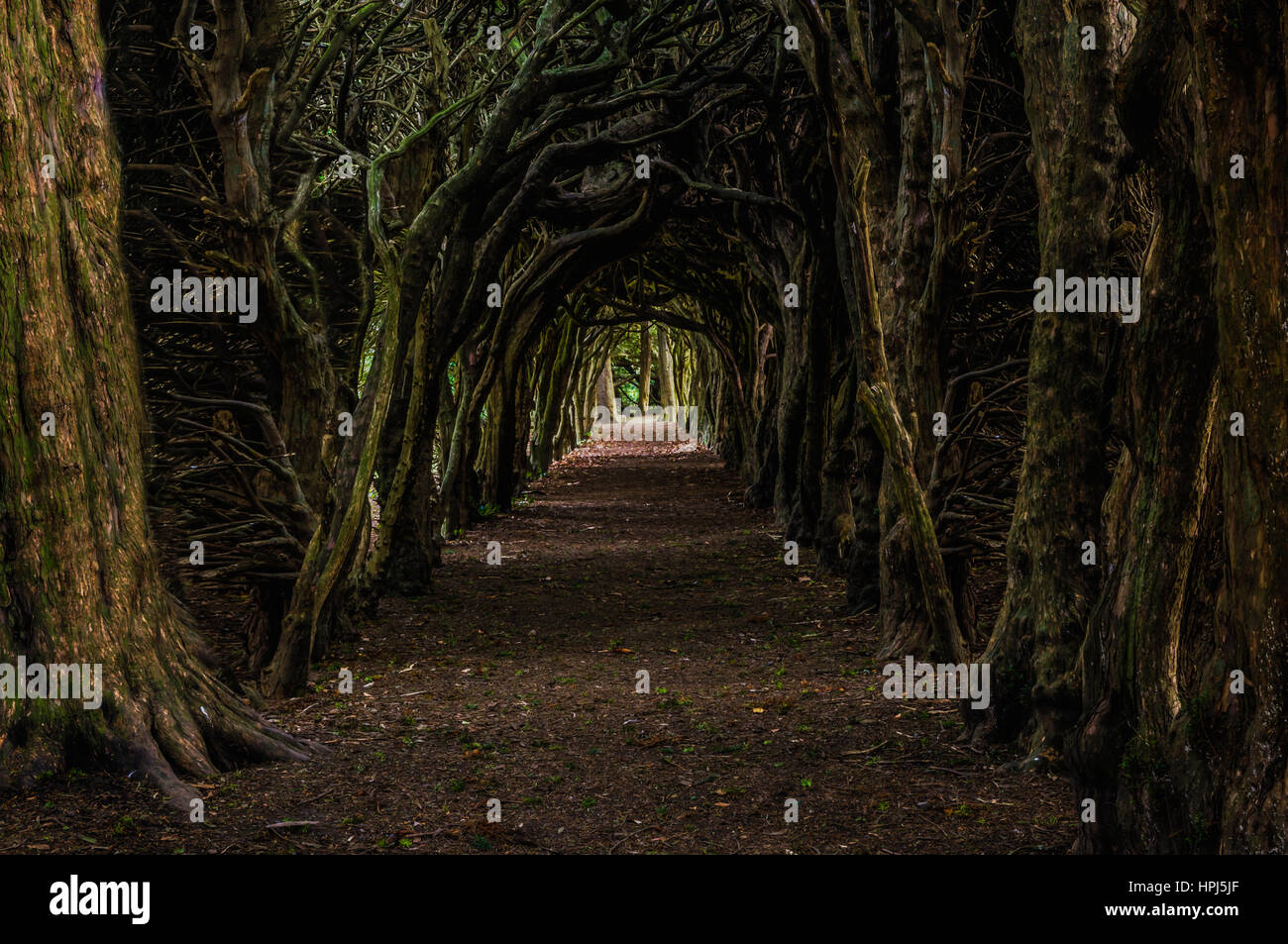 Tree Tunnel made over years by shaping tree trunks to create a tunnel ...