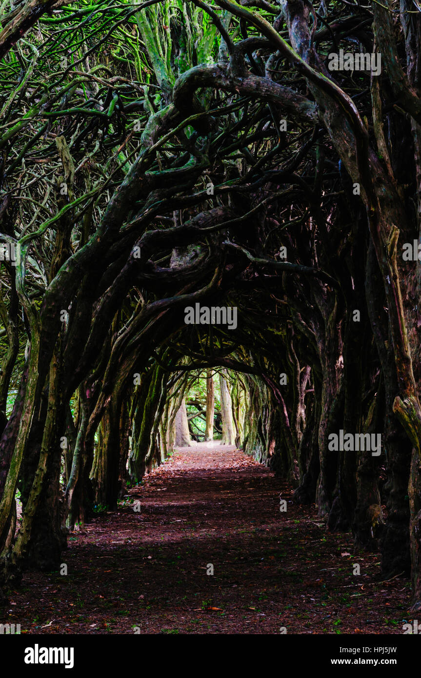 Tree Tunnel made over years by shapinng treetrunks to create a tunnel ...