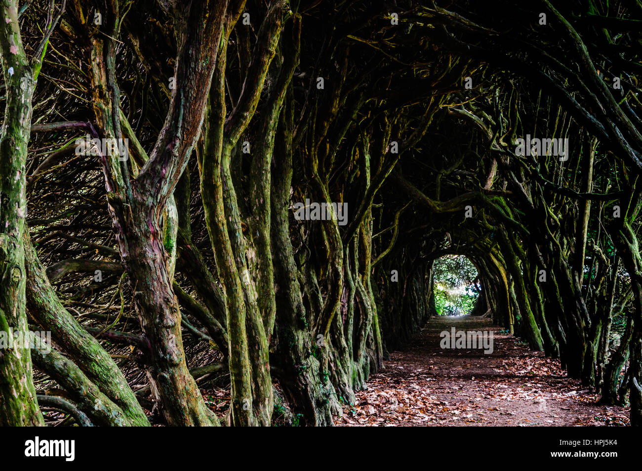 Tree Tunnel made over years by shapinng treetrunks to create a tunnel ...