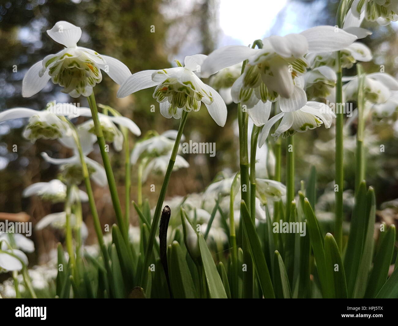 Non edited flower hi-res stock photography and images - Alamy