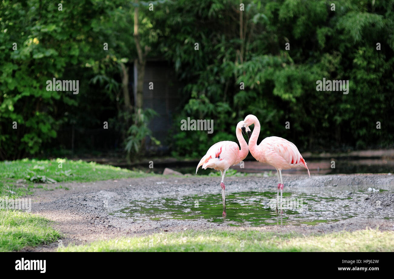 Pink flamingo at Frankfurt zoo, Germany - the bird's neck draws a heart ...