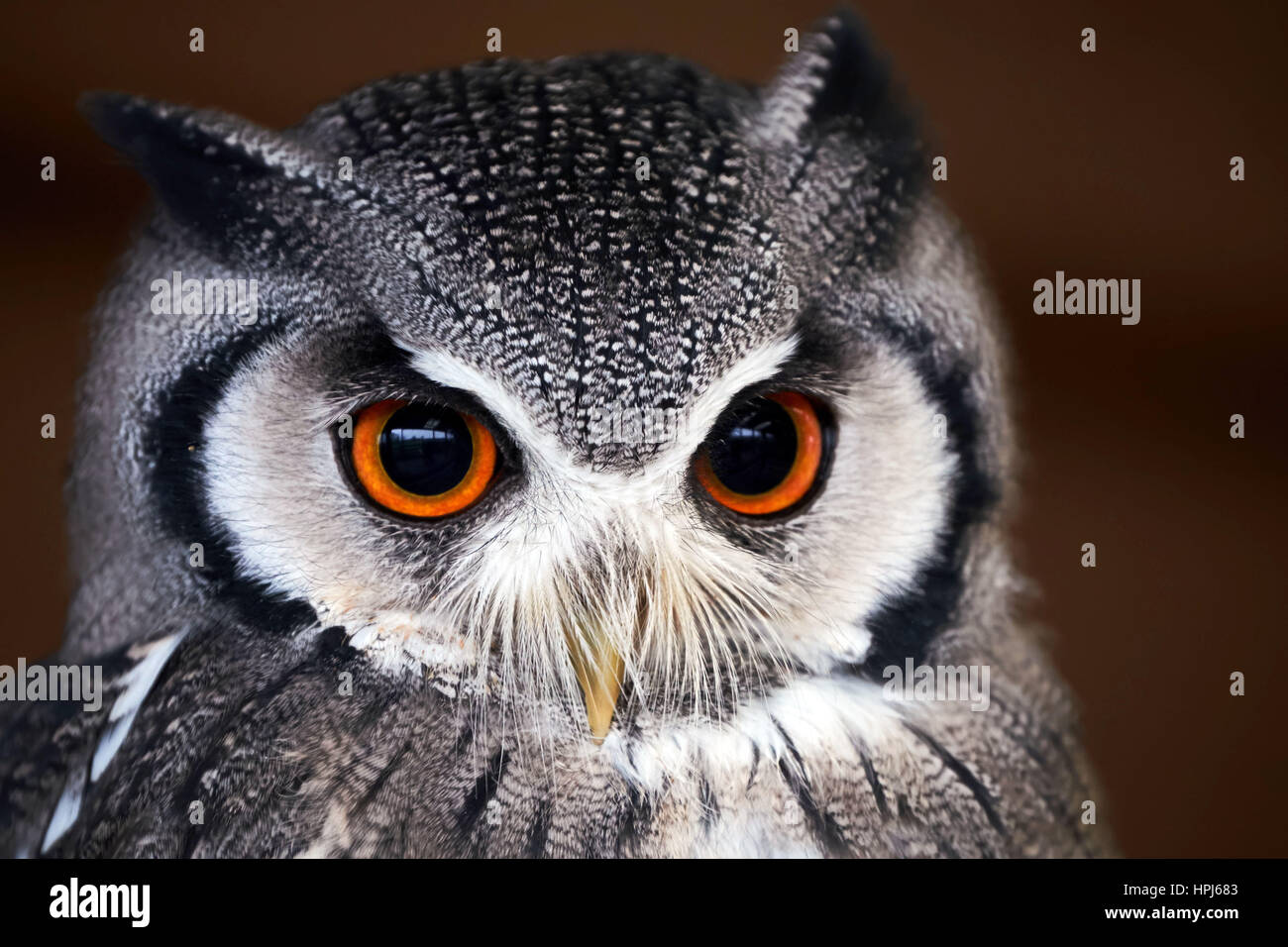 Round faced owl hi-res stock photography and images - Alamy