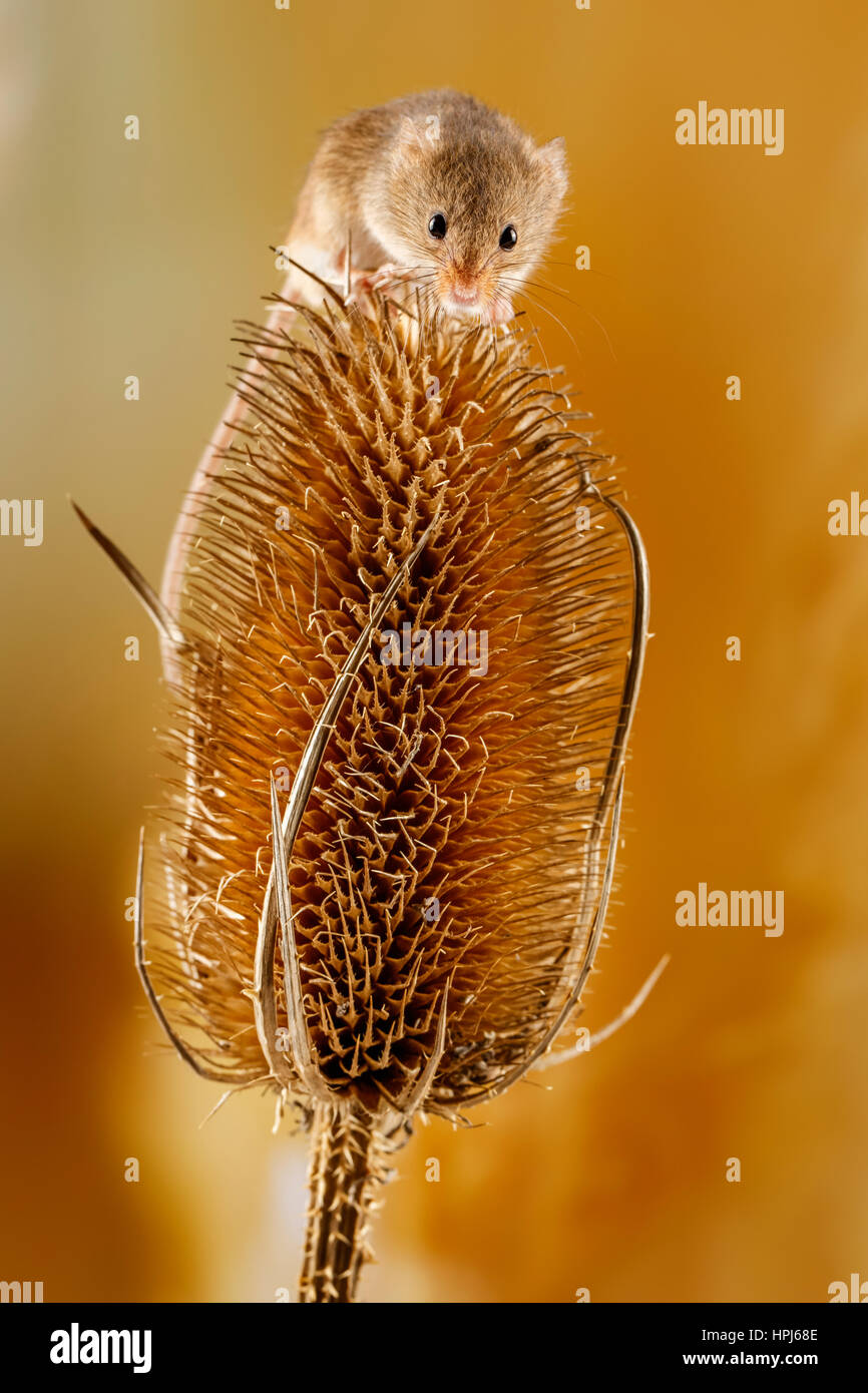 Cute field mouse hi-res stock photography and images - Alamy