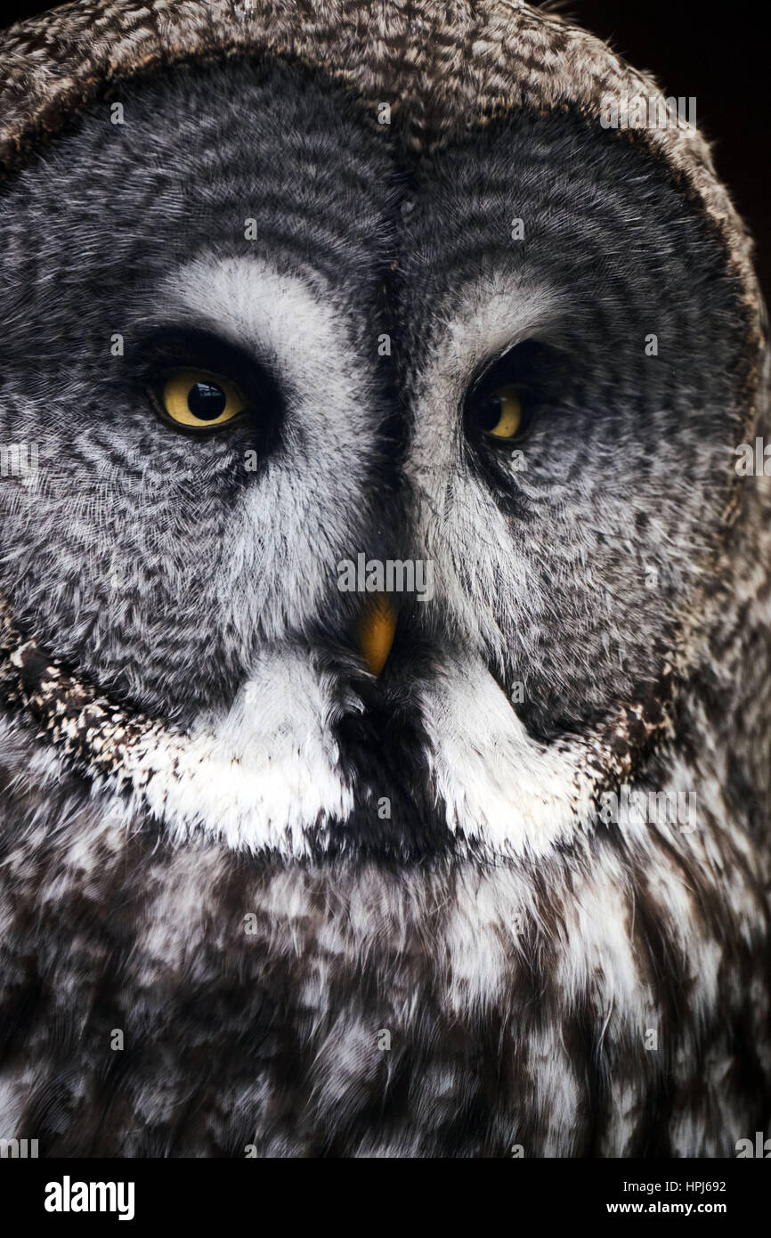 Owl zoo night hi-res stock photography and images - Alamy