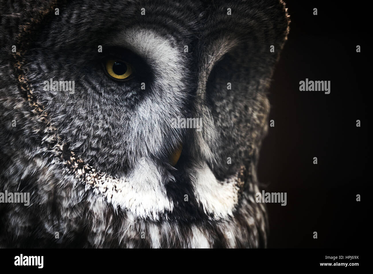 Owl zoo night hi-res stock photography and images - Alamy