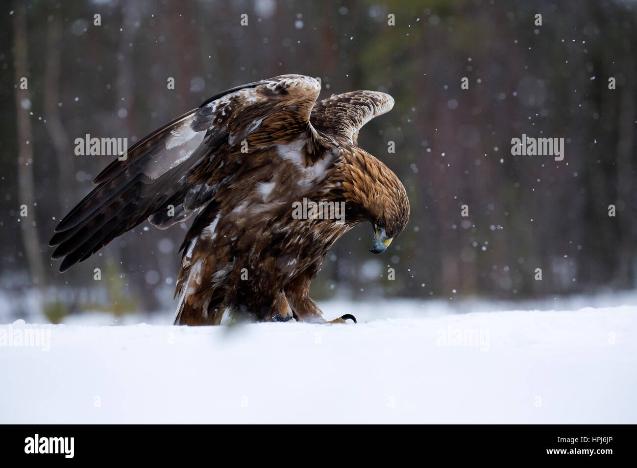 Golden Eagle (Aquila chrysaetos) in angel pose Stock Photo - Alamy