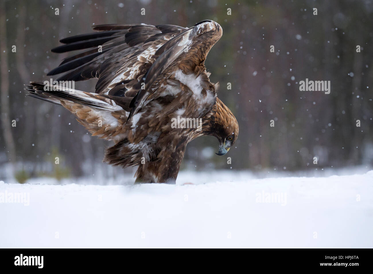 Golden Eagle (Aquila chrysatos) flapping in the snow Stock Photo - Alamy
