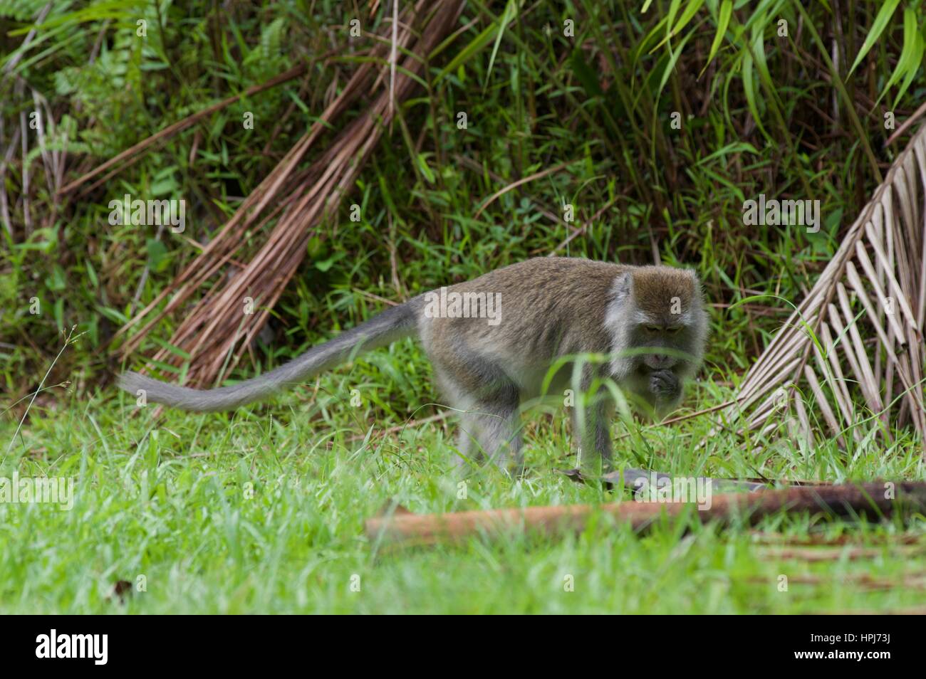 A Long-tailed Macaque (Macaca fascicularis) in the grass at Bako ...