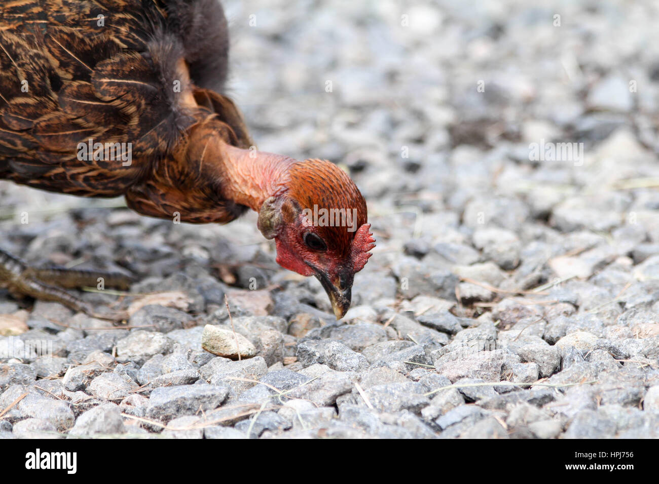 Close up of a chickens head Stock Photo - Alamy