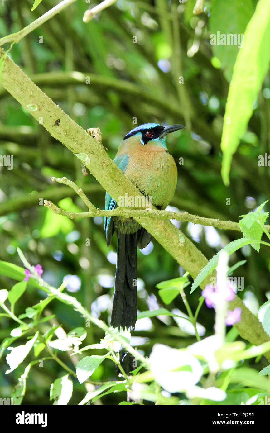 Blue crowned motmot bird in central america Stock Photo - Alamy