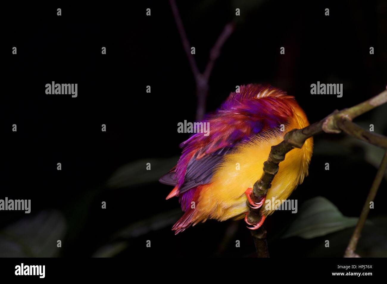 A Rufous-backed Dwarf Kingfisher (Ceyx rufidorsa) sleeping in the ...