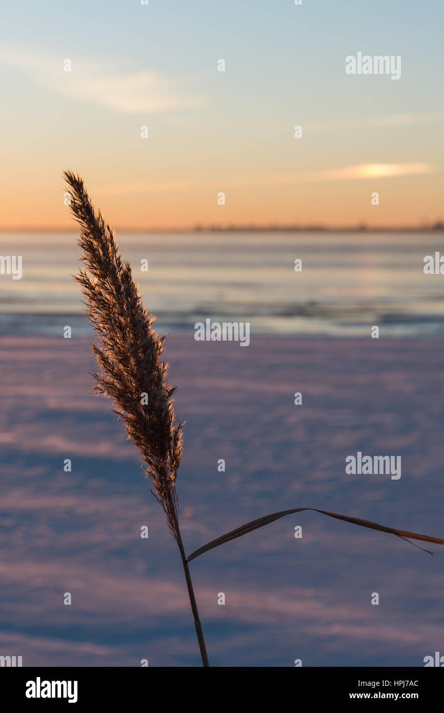 Closeup of a fluffy reed flower by sunset at winter season Stock Photo ...