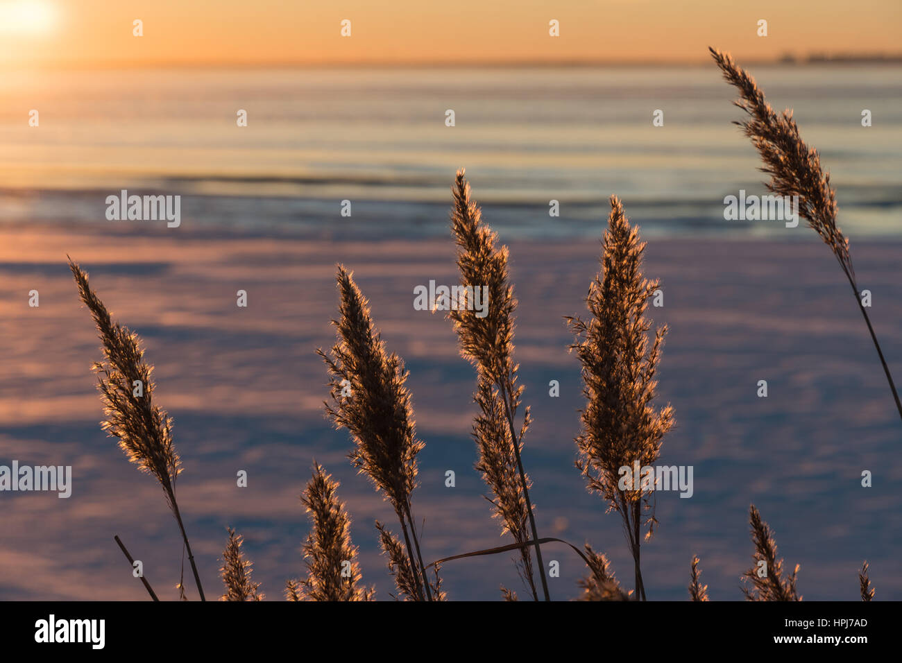 Group of fluffy reeds flowers in back light by winter sunset Stock ...