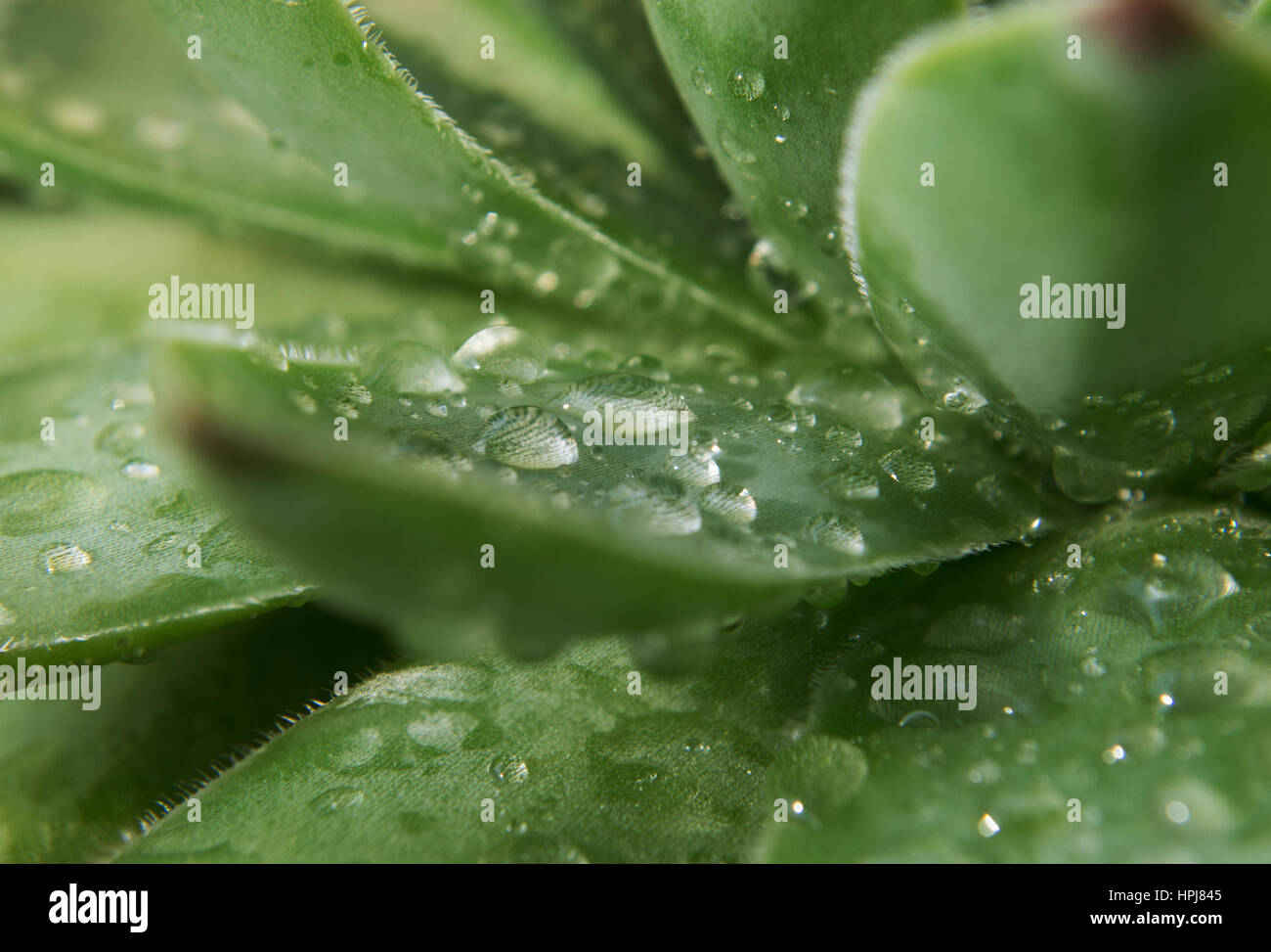 House leek tree hi-res stock photography and images - Alamy