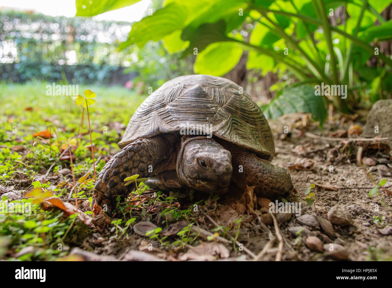 Old turtle hi-res stock photography and images - Alamy