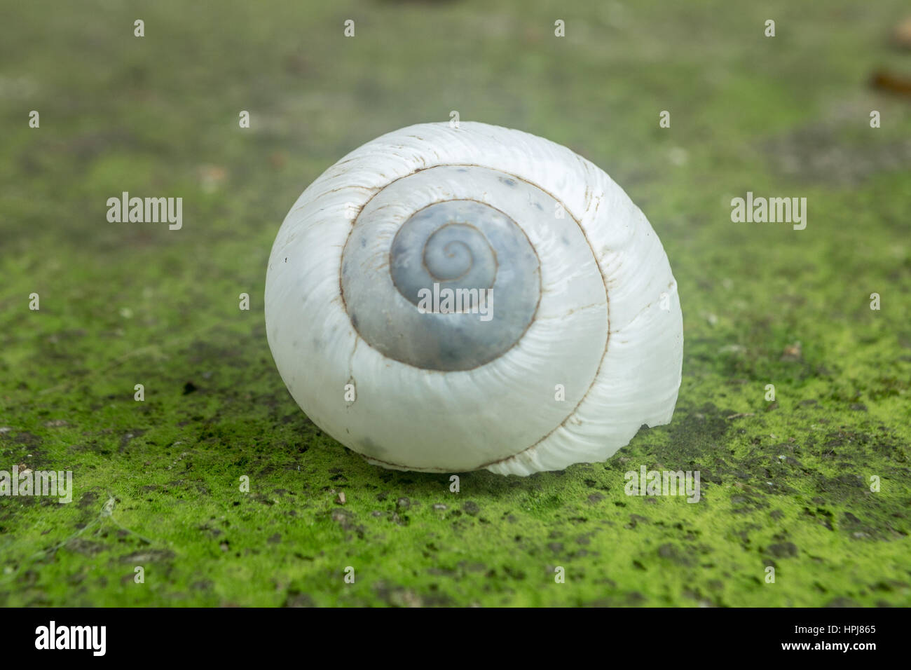White Snail on the stairs, beatiful combination of colour Stock Photo ...