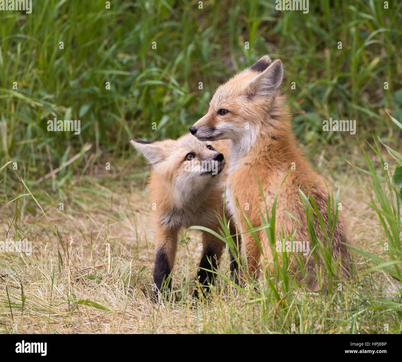 two young fox kits in grass Stock Photo - Alamy