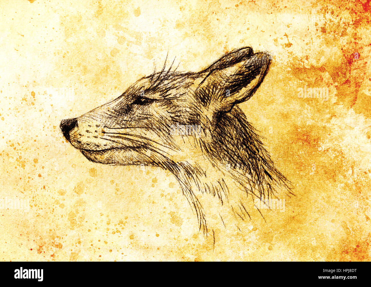 Fox portrait, pencil drawing on paper and vintage effect Stock Photo ...