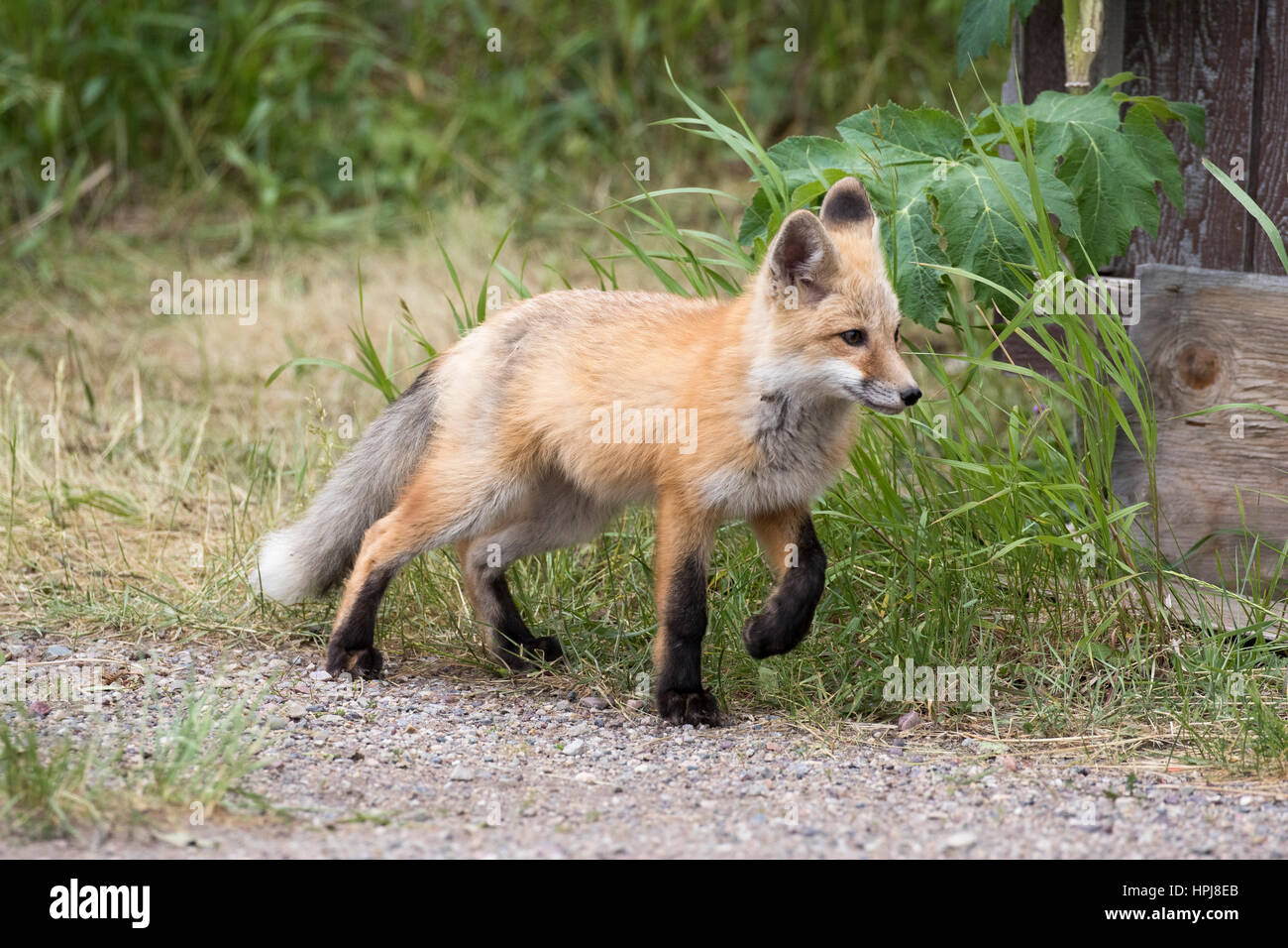 Kit fox in walking grass next to buildling Stock Photo - Alamy