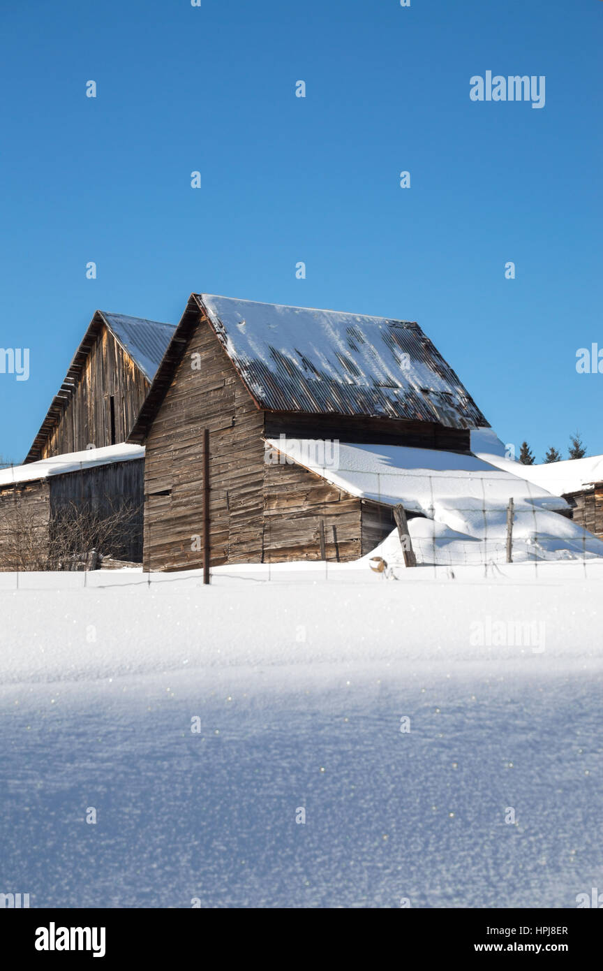 Two snow covered barns in the sunshine in Northern Ontario. Blue sky ...