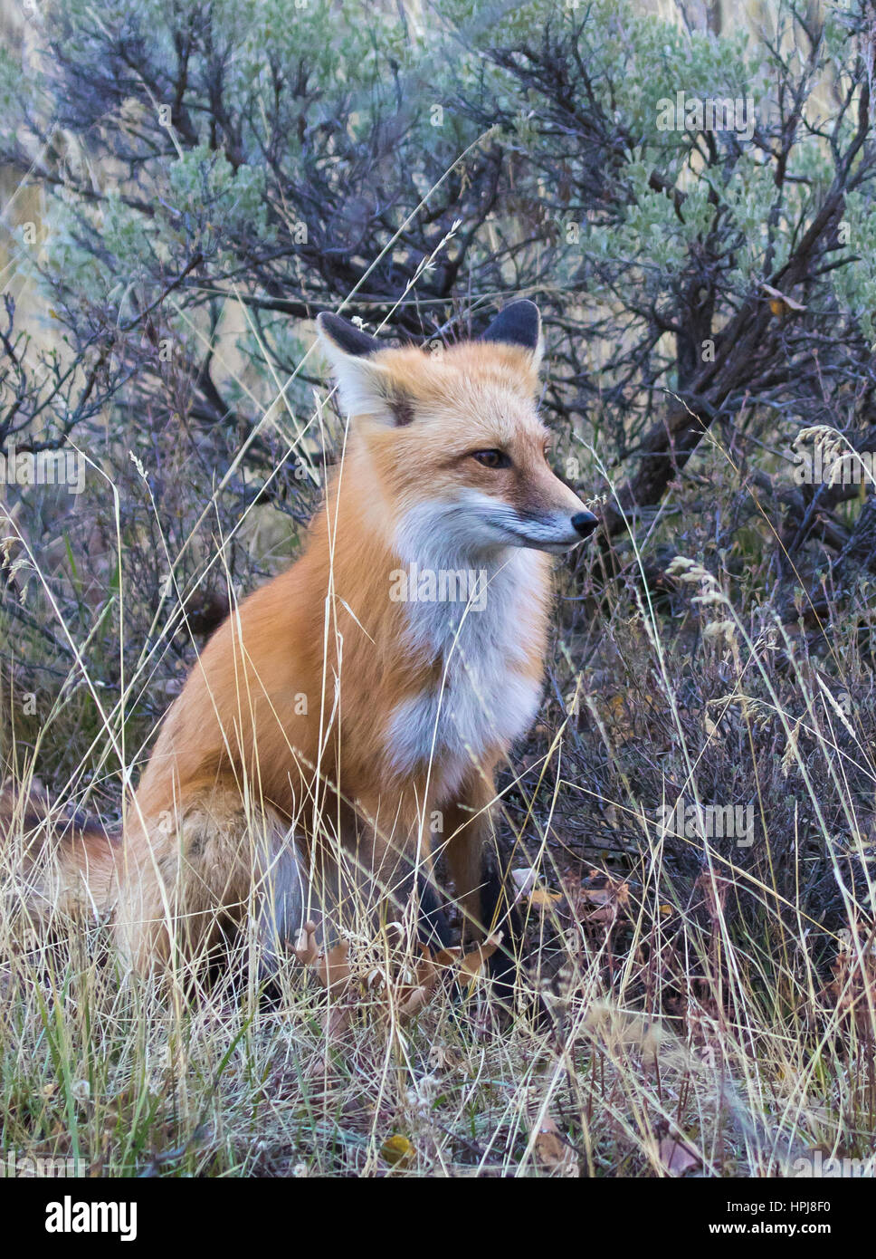 Fox in grass with ears back Stock Photo - Alamy