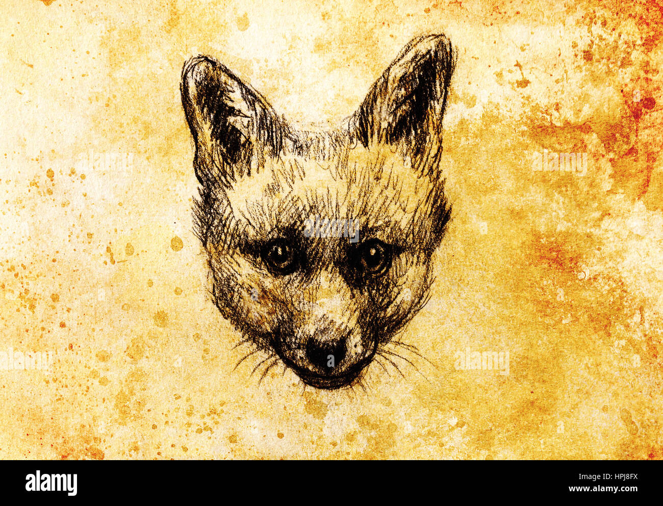 Fox effect hi-res stock photography and images - Alamy