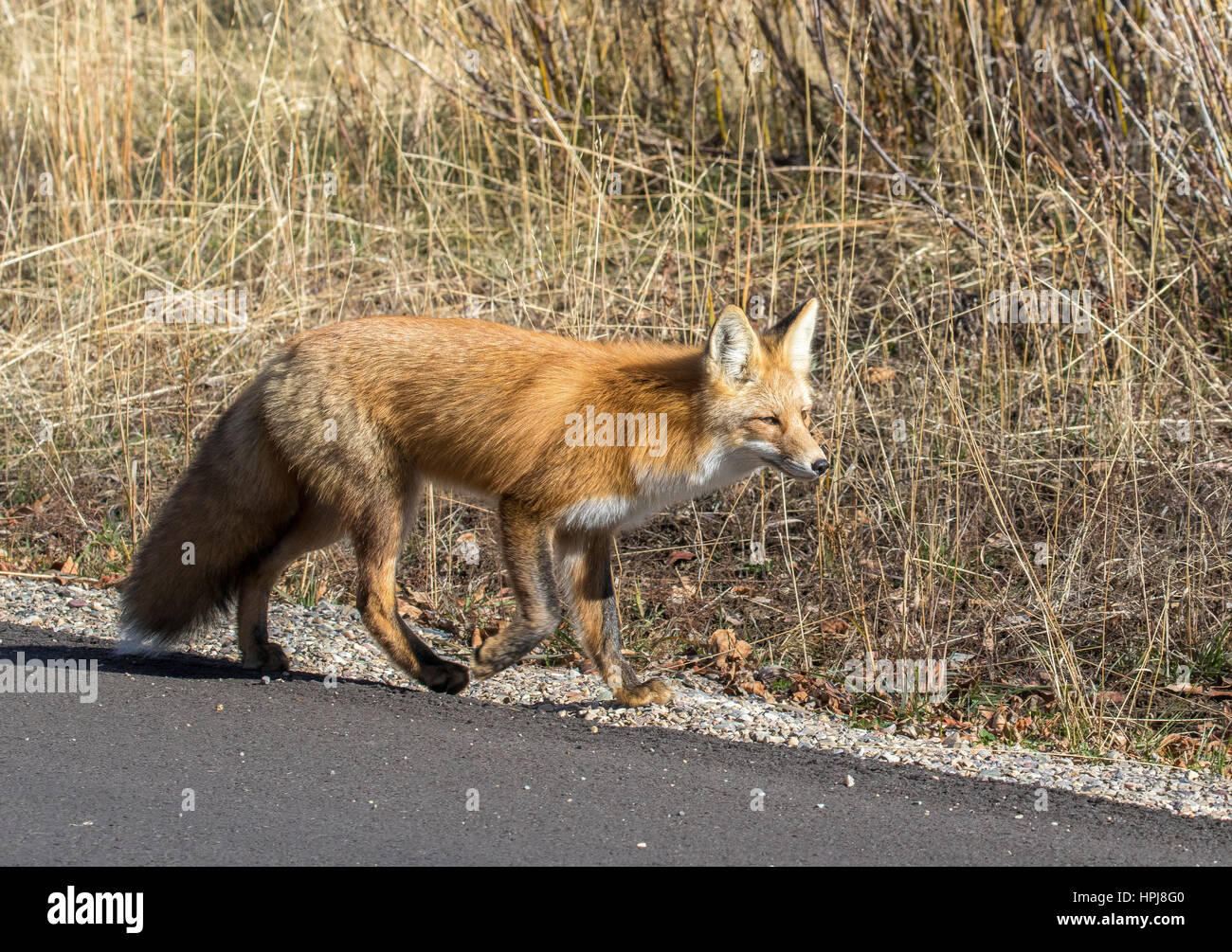 Red fox walking on roadside gravel by asphalt road with grass Stock ...