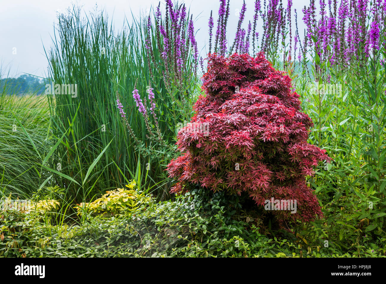 japanese red acre in garden Stock Photo - Alamy