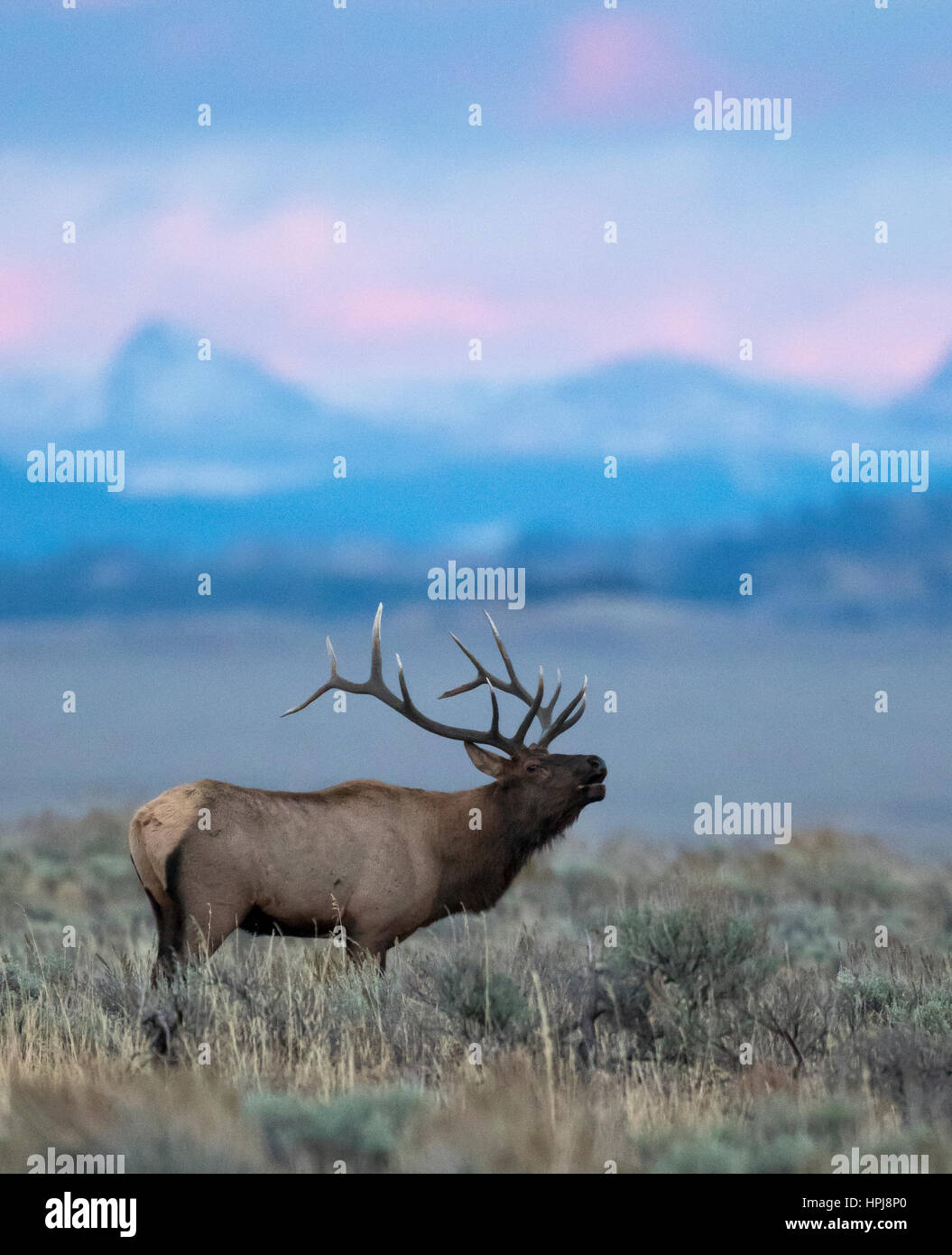 Bugling bull elk in sagebrush in late evening light Stock Photo - Alamy