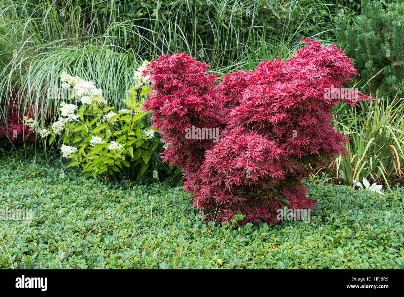 japanese red acre in garden Stock Photo - Alamy