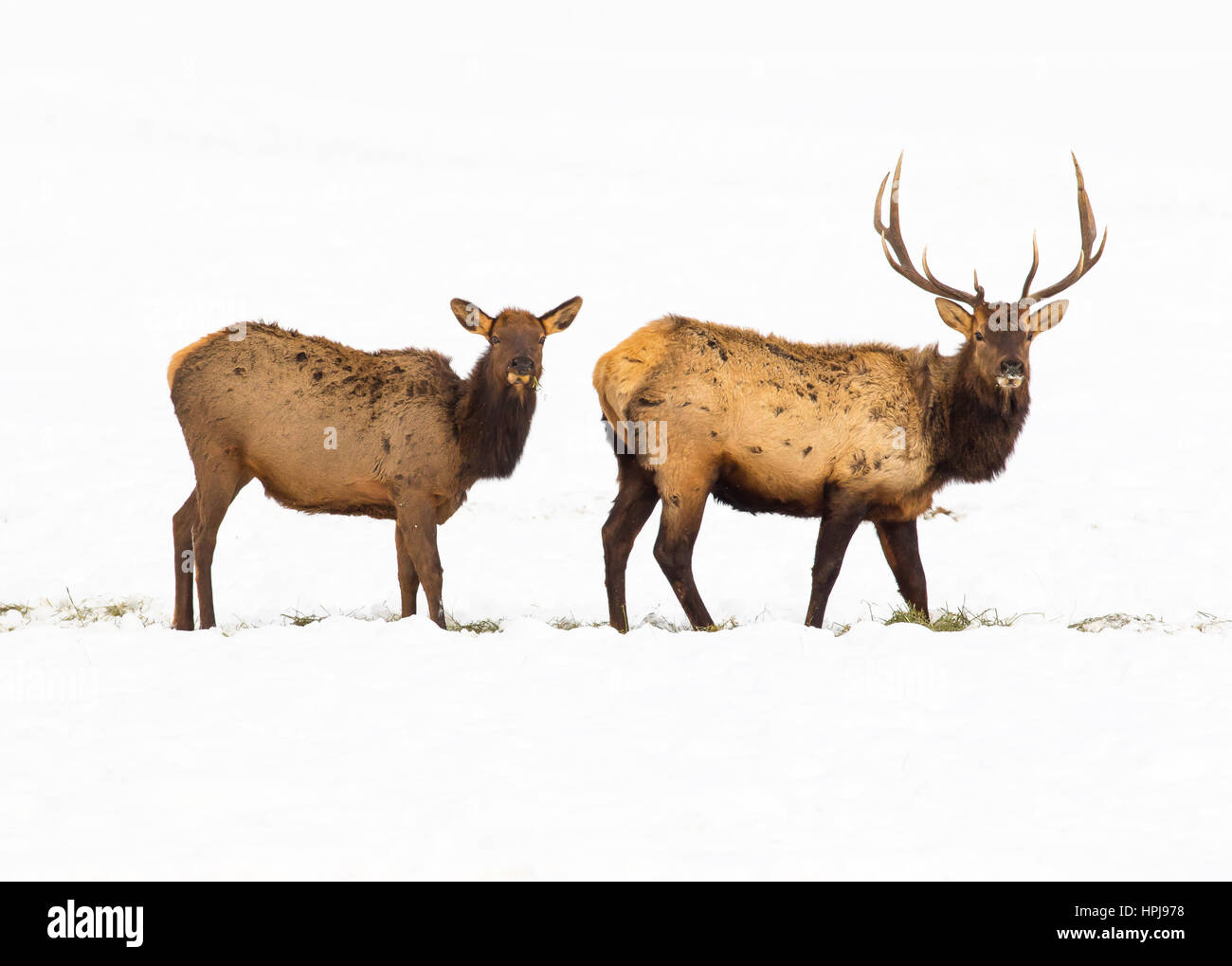Boy feeding cow Cut Out Stock Images & Pictures - Alamy
