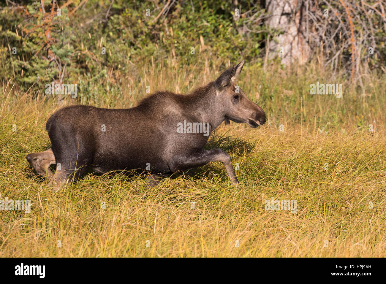 Moose yearling calf hi-res stock photography and images - Alamy