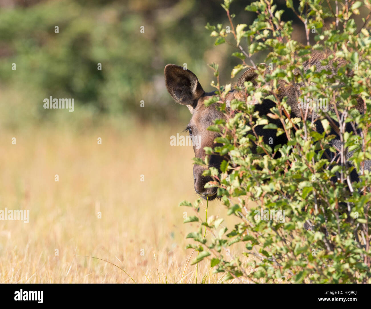 Calf moose hiding behind bush in deep grass Stock Photo - Alamy