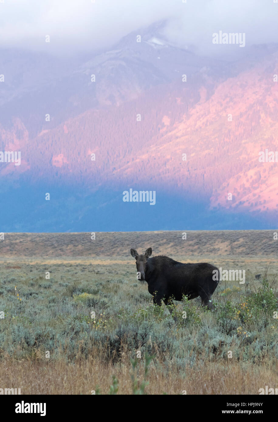 Mooose hi-res stock photography and images - Alamy Mooose hi-res stock photography and images - Alamy