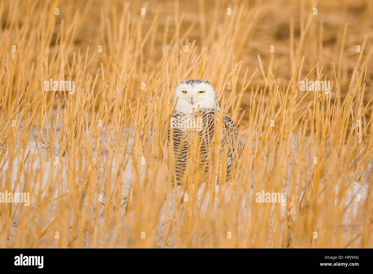 Snowy owl on the Canadian Prairie Stock Photo - Alamy