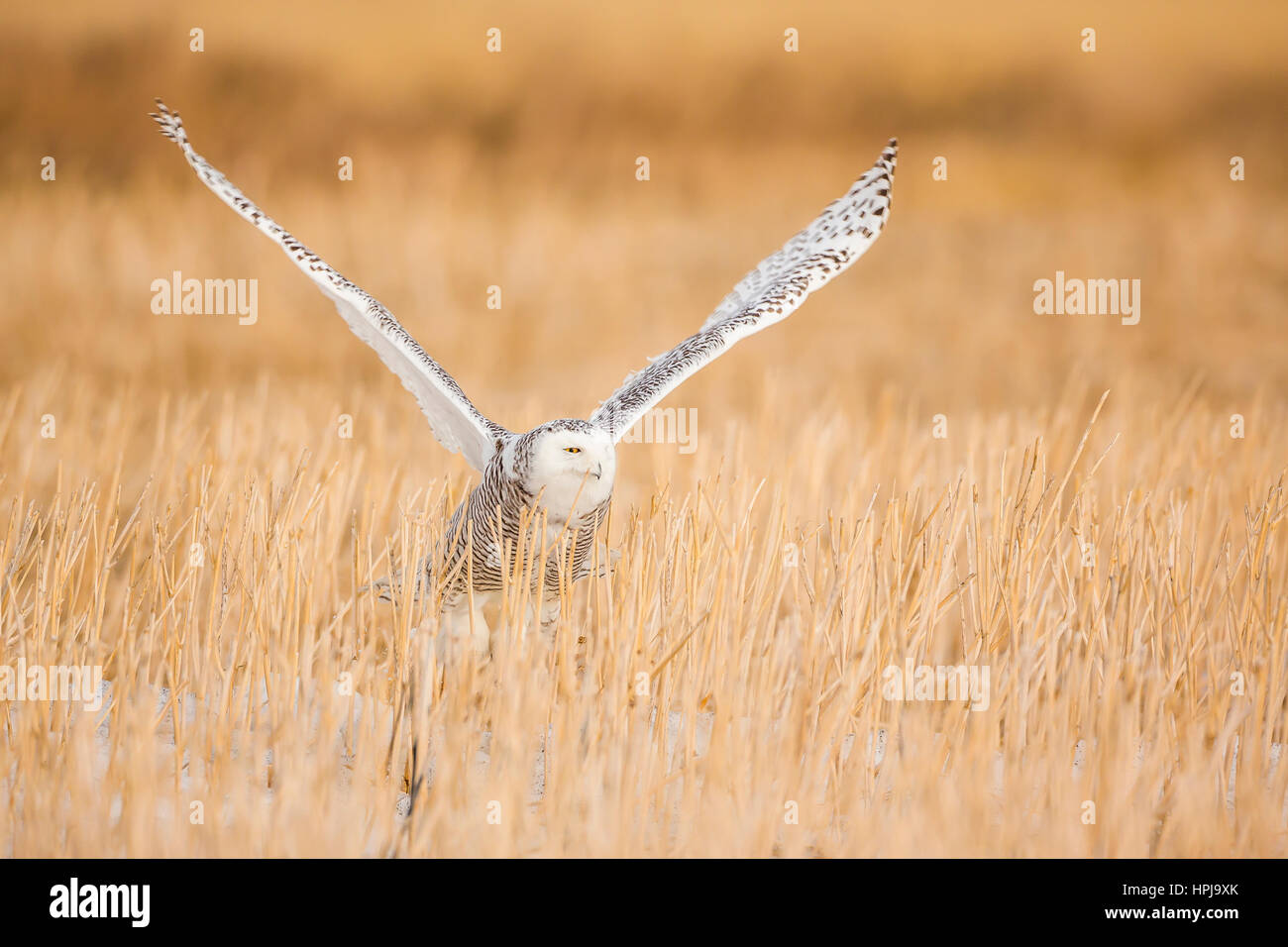 Snowy owl on the Canadian Prairie Stock Photo - Alamy