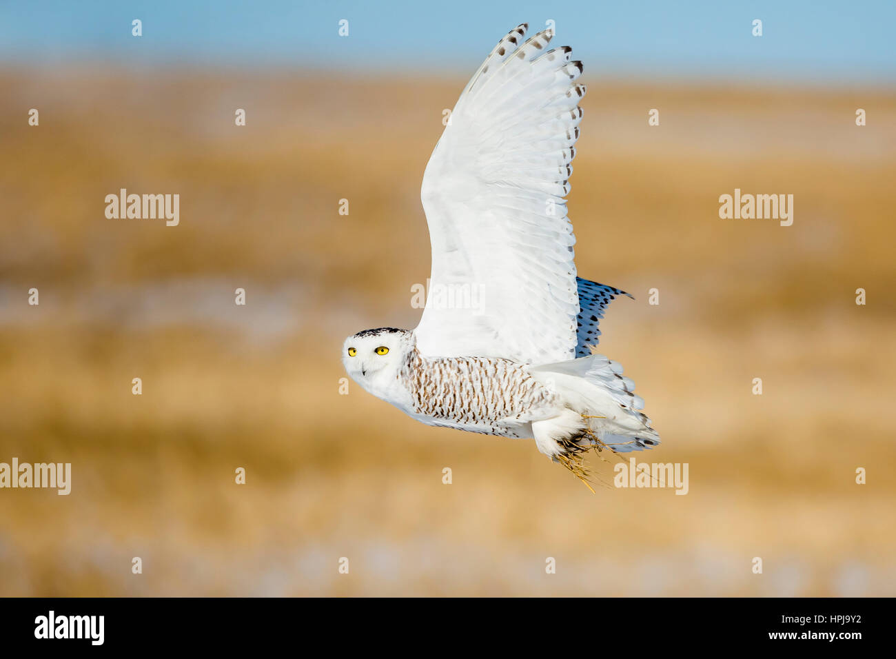Prairie birds hi-res stock photography and images - Alamy