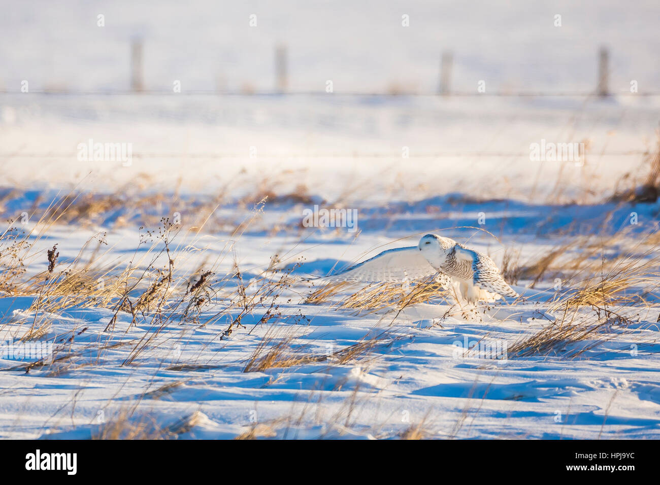 Snowy owl on the Canadian Prairie Stock Photo - Alamy