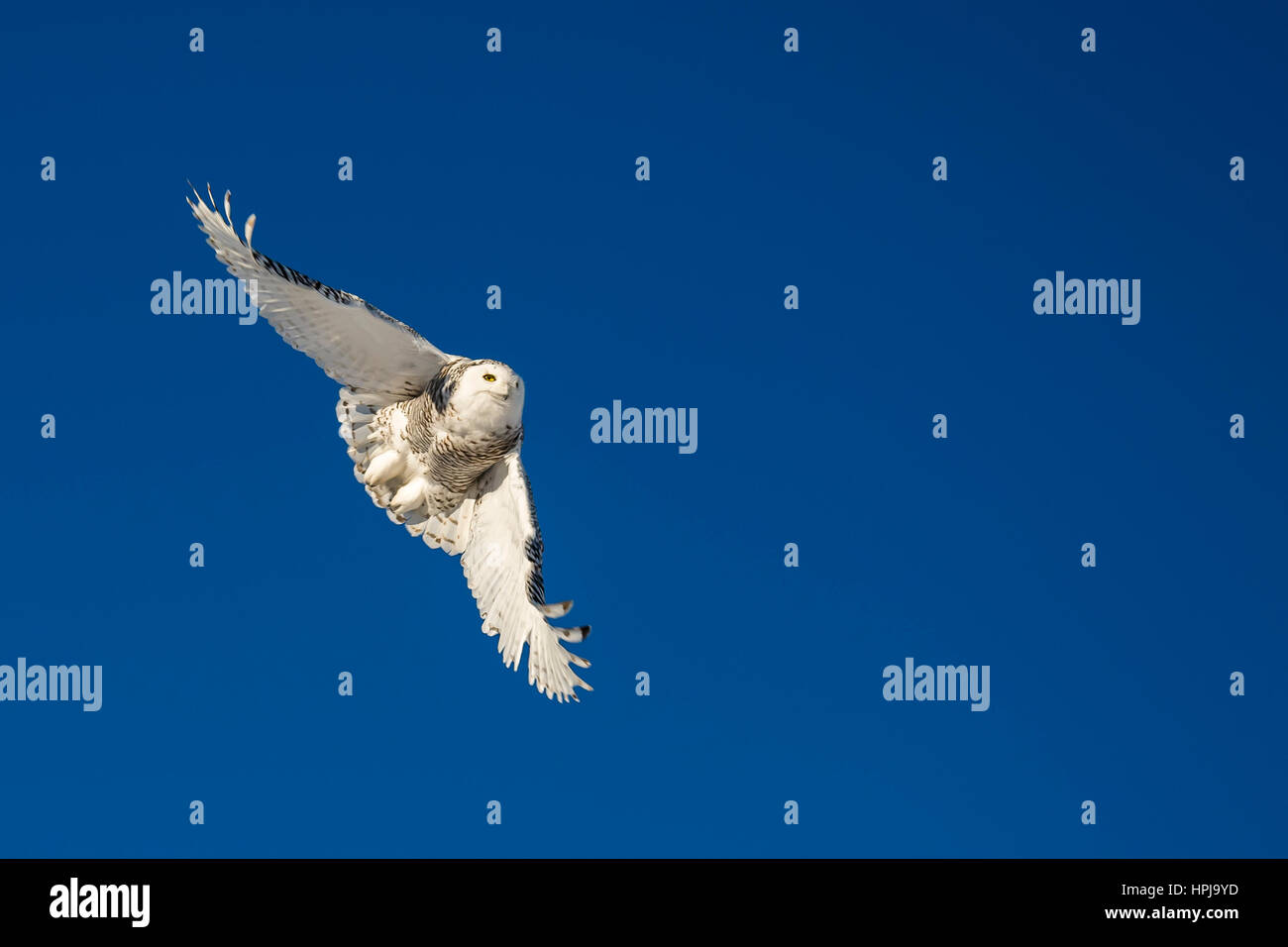 Snowy owl on the Canadian Prairie Stock Photo - Alamy