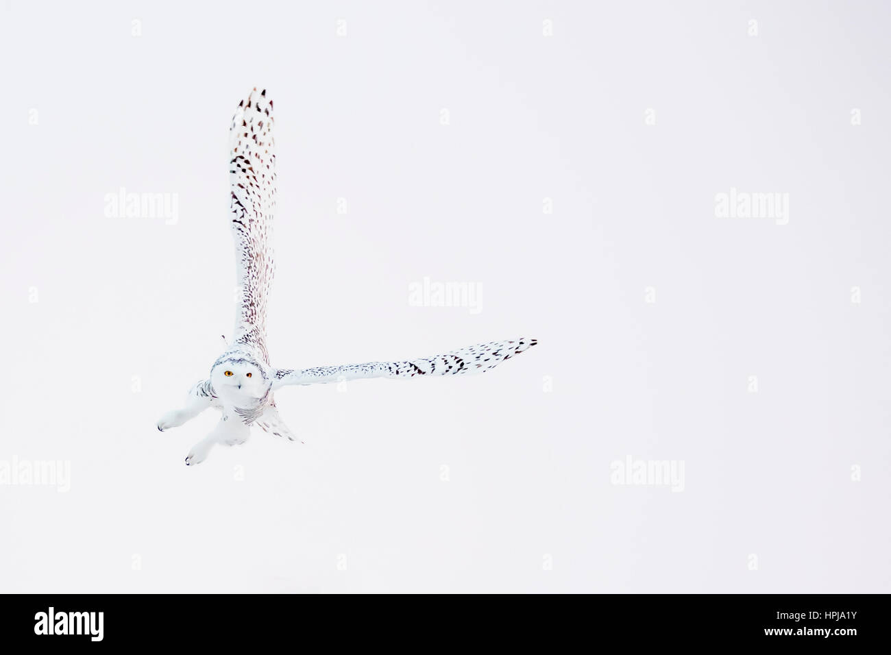 Snowy owl on the Canadian Prairie Stock Photo - Alamy