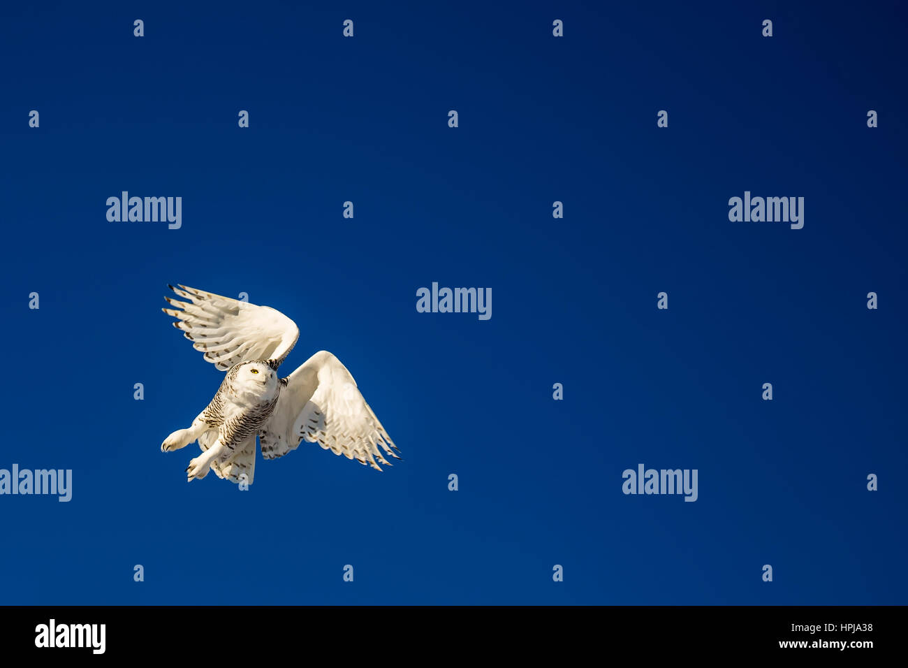 Snowy owl on the Canadian Prairie Stock Photo - Alamy